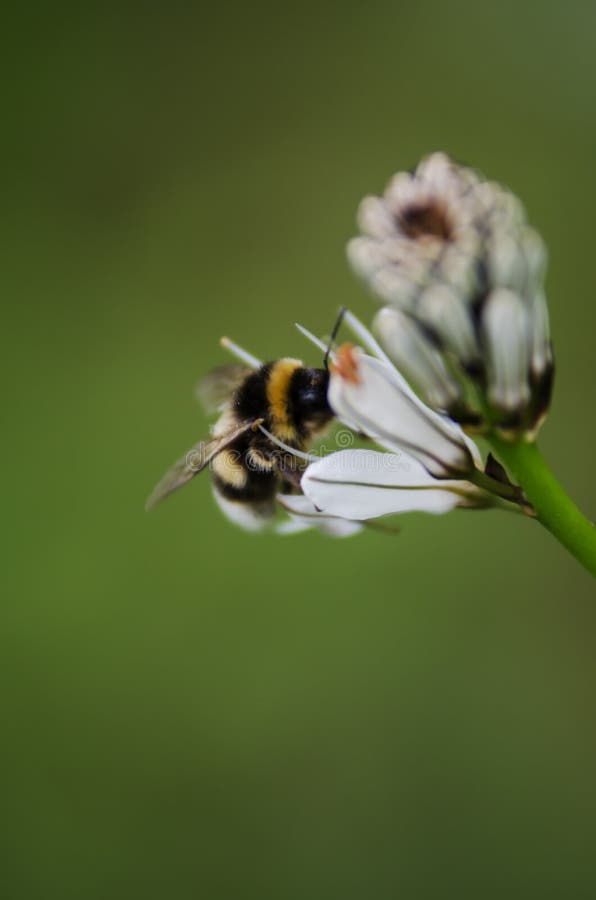 Bee on a white flower stock image. Image of single, insect - 54035473