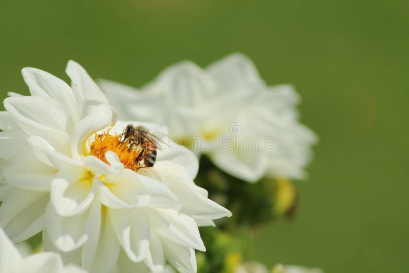 Bee on White Flower stock image. Image of canberra, white - 29925849