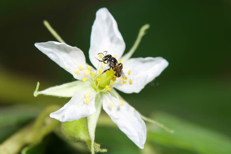 Bee and white flower stock photo. Image of spring, insect - 278816576
