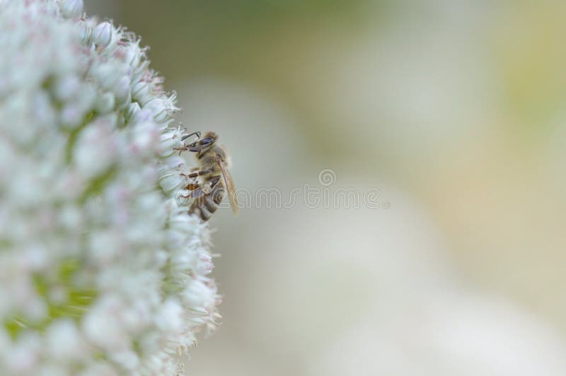 Bee on white flower stock photo. Image of inects, neapolitanum - 153774964