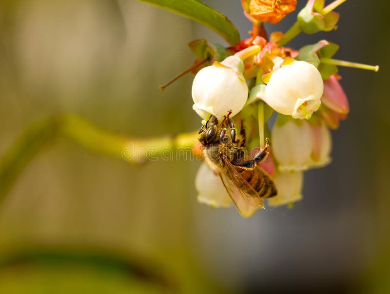 Bee on white flower stock photo. Image of honey, pollination - 38531620