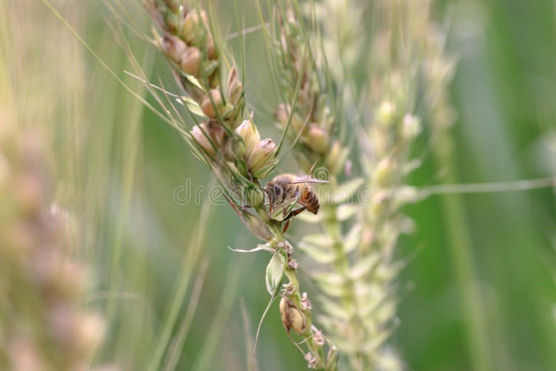 A Bee on a White Flower, a Bee on a Rice Field, 25 March 2005 Stock ...