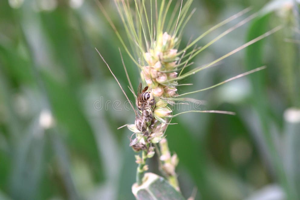 A Bee on a White Flower, a Bee on a Rice Field, 25 March 2005 Stock ...