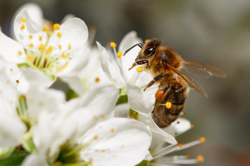 Bee on white flower stock photo. Image of macro, flying - 72640822
