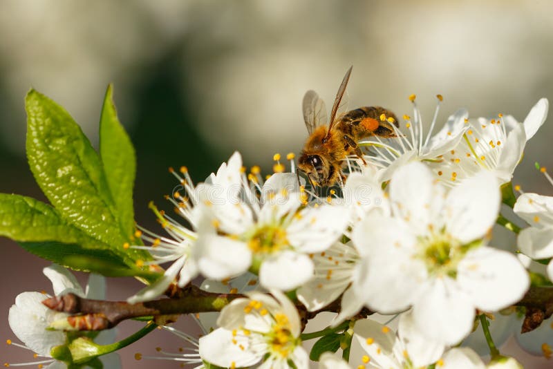 Bee on white flower stock photo. Image of feeding, summer - 72640916