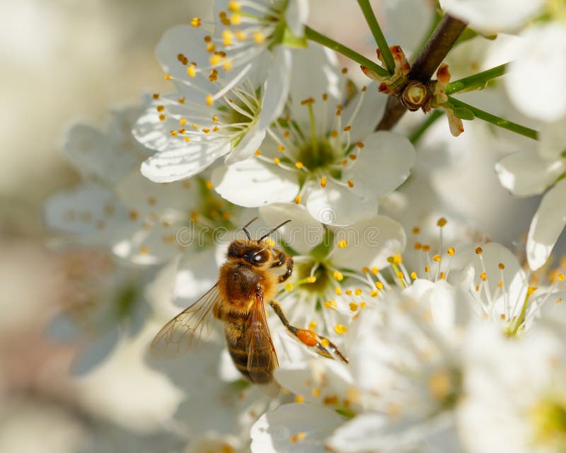 Bee on white flower stock photo. Image of macro, flower - 72641048