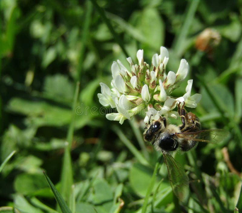 Bee on a white flower stock photo. Image of macro, leaf - 96679428