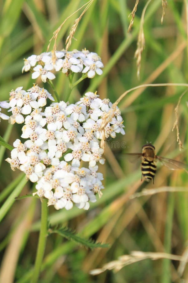 Bee and White Flower Summer 3 Stock Photo - Image of flower, nature ...