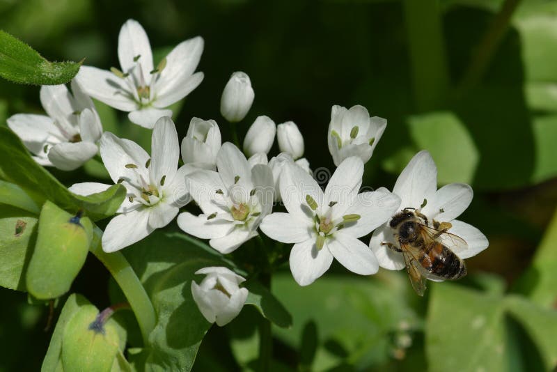 Bee on white flower stock image. Image of micro, leaves - 53099137