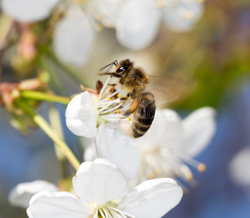 Bee on a White Flower on a Tree Stock Photo - Image of floral, nectar ...