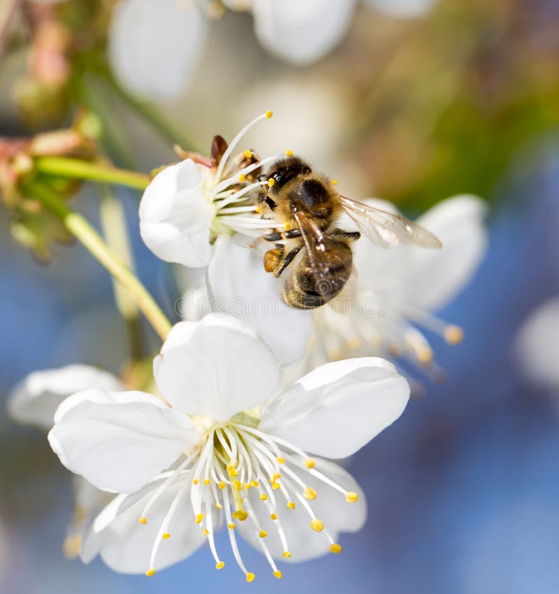 Bee on a White Flower on a Tree Stock Photo - Image of apple, bumblebee ...