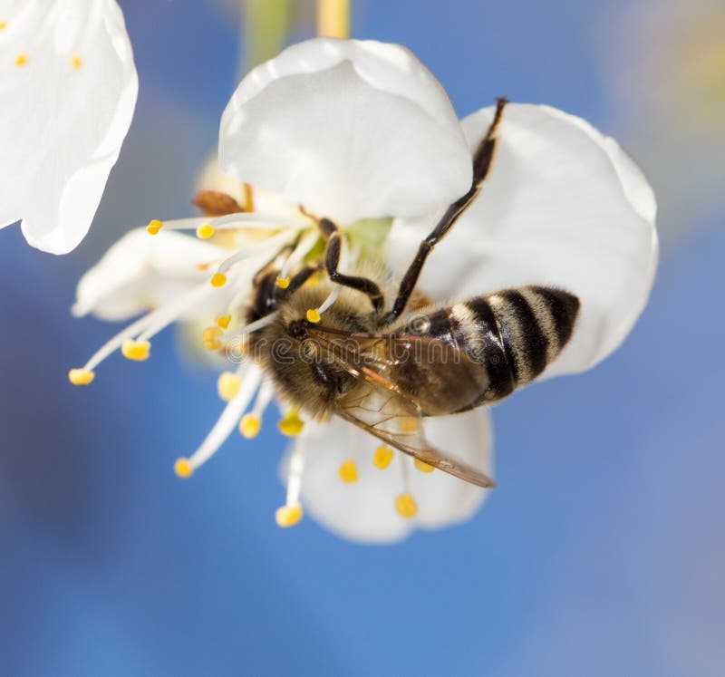 Bee on a White Flower on a Tree Stock Image - Image of fresh, honey ...