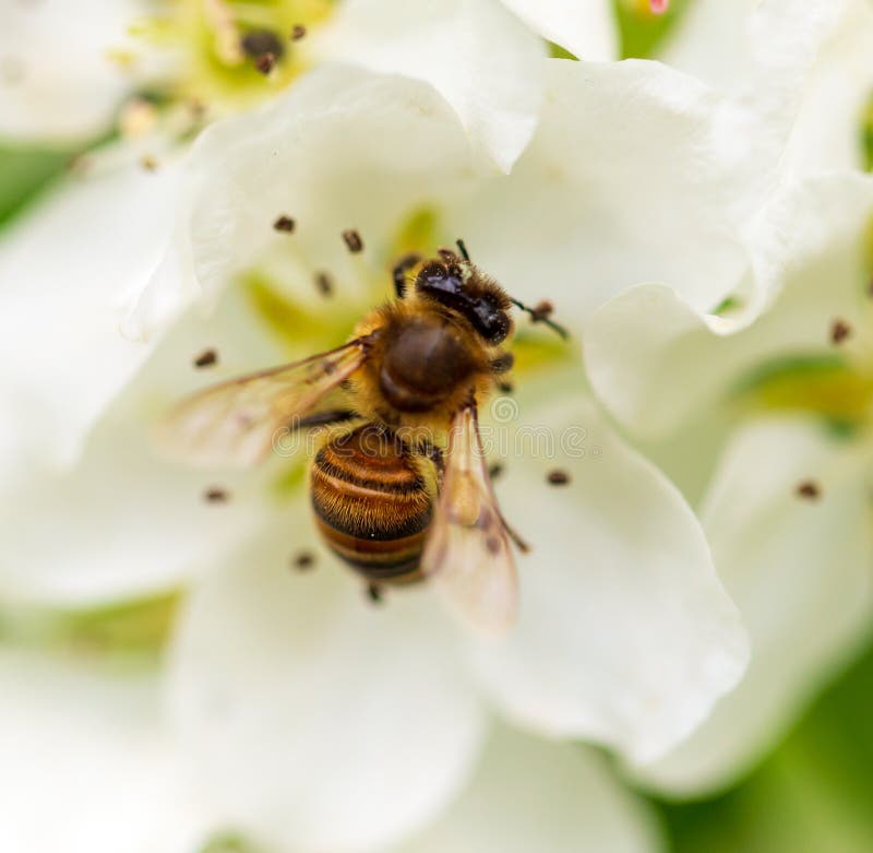 Bee on a White Flower on a Tree in Spring Stock Photo - Image of honey ...