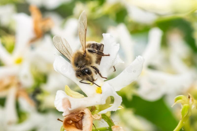 Bee on a White Jasmine Flower Macro Photo. Stock Image - Image of ...