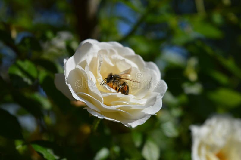 Bee on a rose stock photo. Image of flower, petal, plant - 186091172