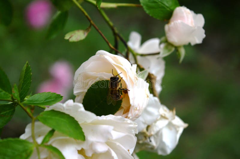 Bee on a rose stock photo. Image of details, white, animal - 186247730