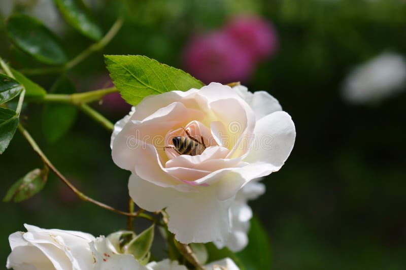 Bee on a rose stock photo. Image of details, nature - 186247850