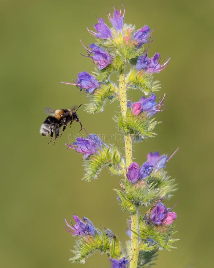 Bee on wild purple flowers stock image. Image of beehive - 255720777