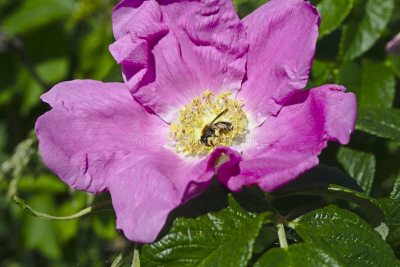 Bee in wild rose stock photo. Image of spring, closeup - 91819042