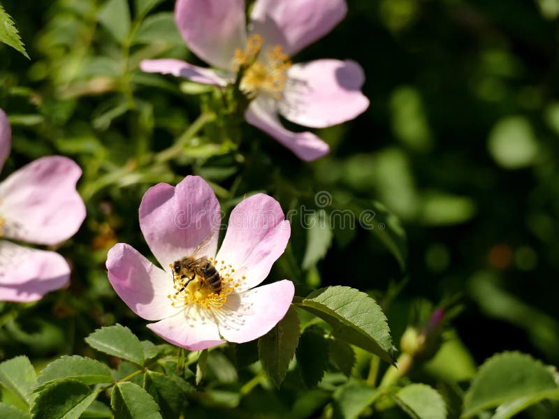 Bee on wild rose flower stock image. Image of rosebud - 184029765
