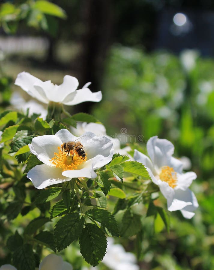 Bee on a wild rose stock photo. Image of canker, outdoors - 57441636