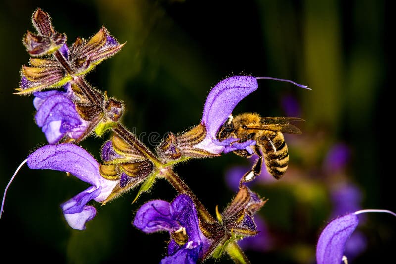 Bee on wild sage flower stock image. Image of salvia - 150129855