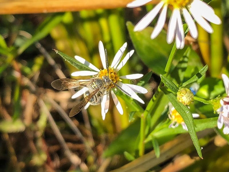 Bee on a wildflower stock image. Image of gardening - 107858743