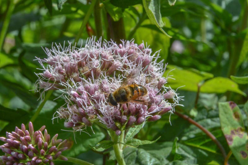 Bee on a Wildflower stock image. Image of carduus, summer - 100495239