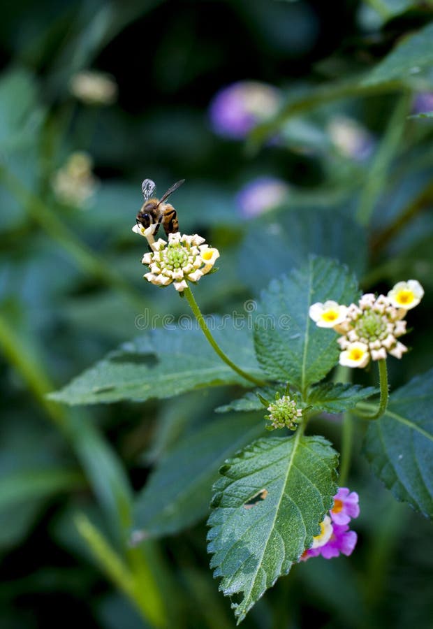 Bee and wildflower stock image. Image of wildflower, honey - 34526797