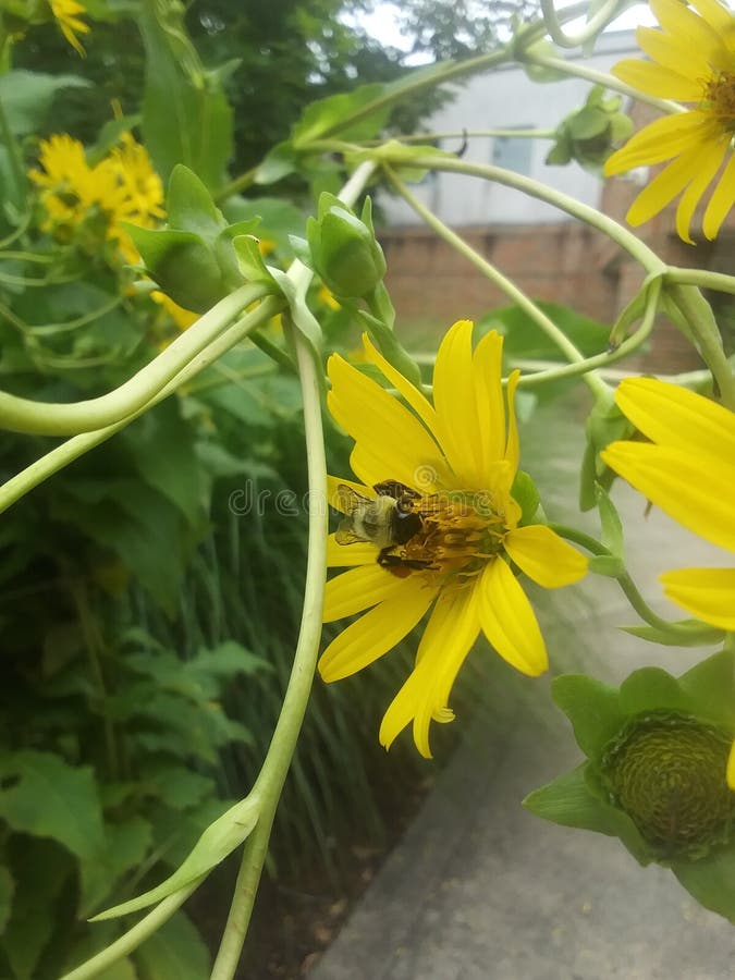 Bee wildflower yellow ohio stock photo. Image of wildflower - 227624704