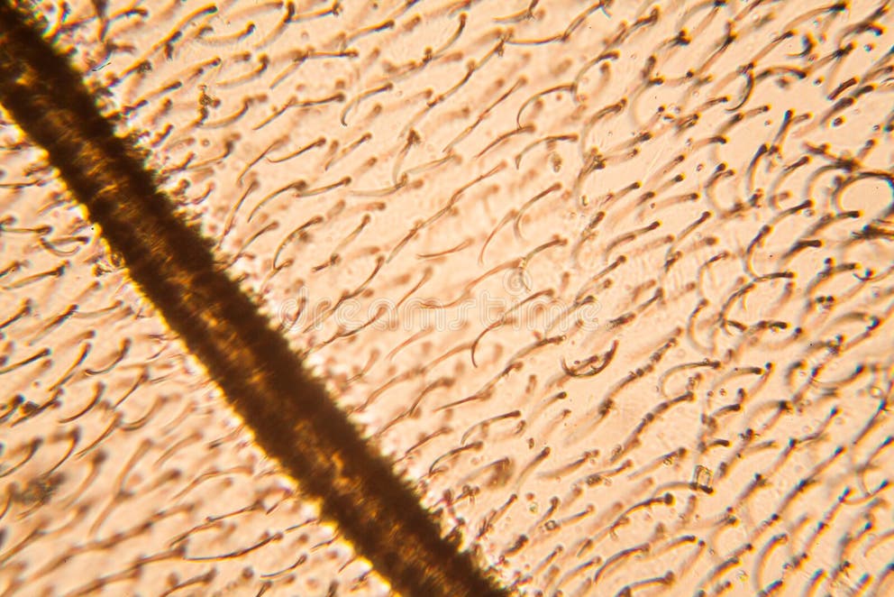 Bee wing at the microscope stock image. Image of microorganism - 111146793