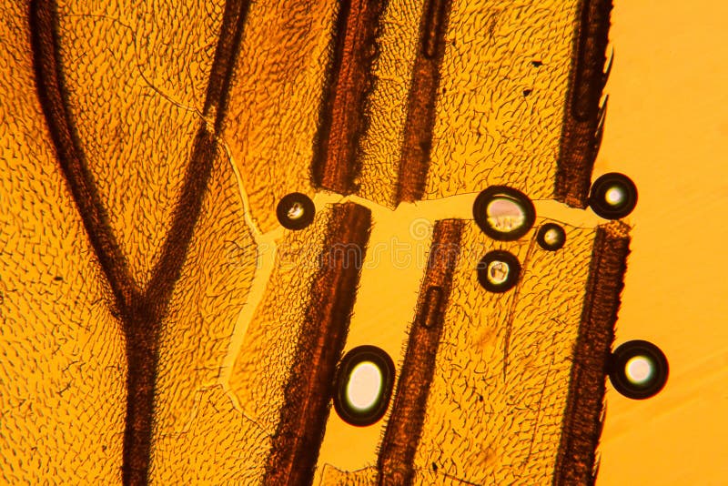 Bee wing at the microscope stock photo. Image of microbiology - 111146798