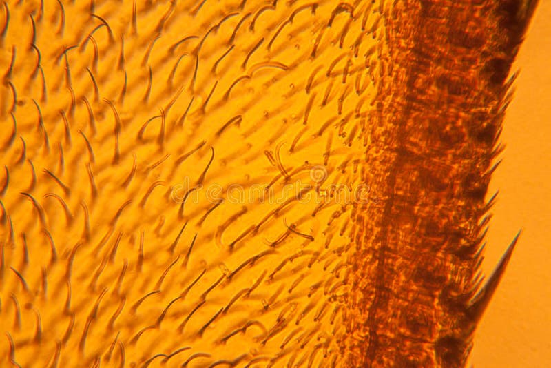 Bee wing at the microscope stock photo. Image of microbiology - 111146798