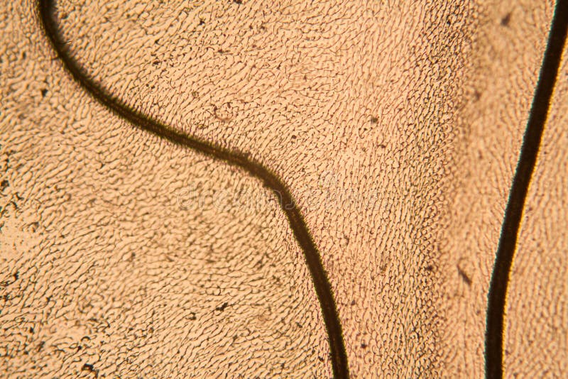 Bee wing at the microscope stock photo. Image of microbiology - 111146798