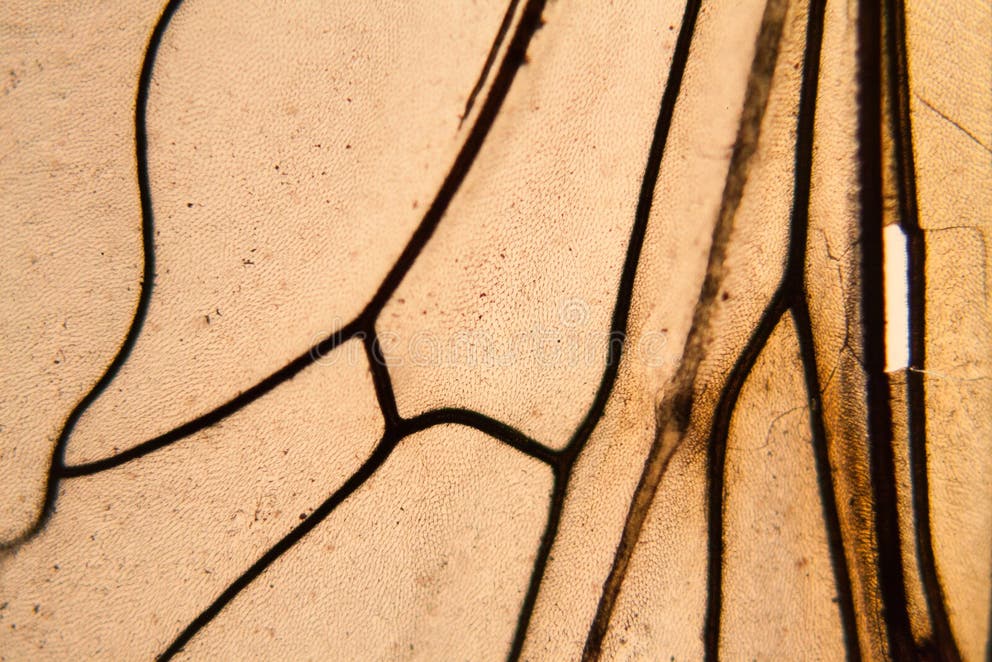 Bee wing at the microscope stock photo. Image of abstract - 111146812