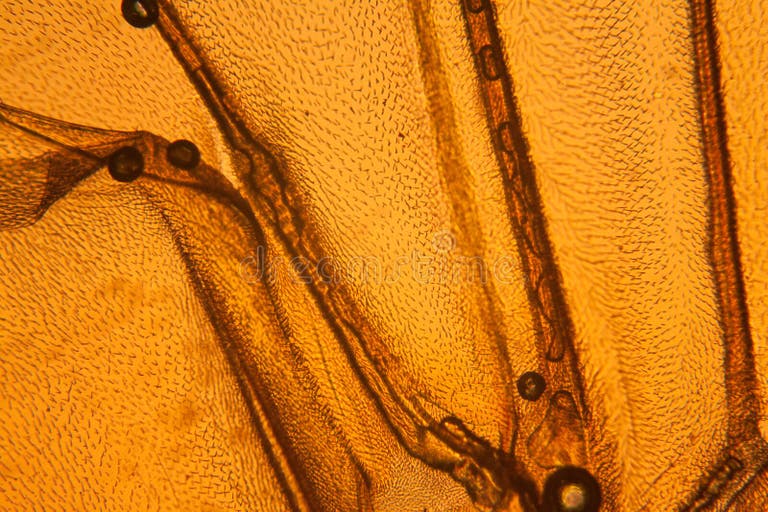 Bee wing at the microscope stock photo. Image of laboratory - 111146876