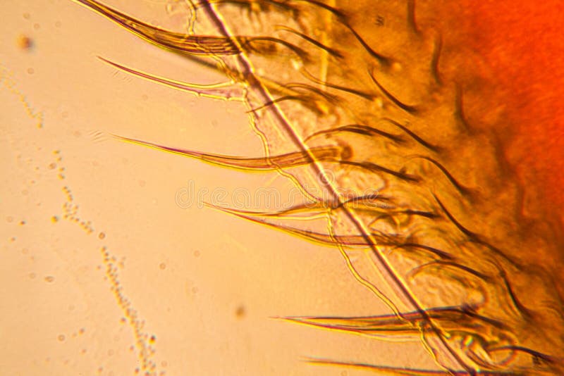 Bee wing at the microscope stock photo. Image of colorization - 111147242