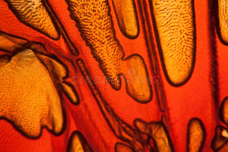 Bee wing at the microscope stock photo. Image of colorization - 111147246