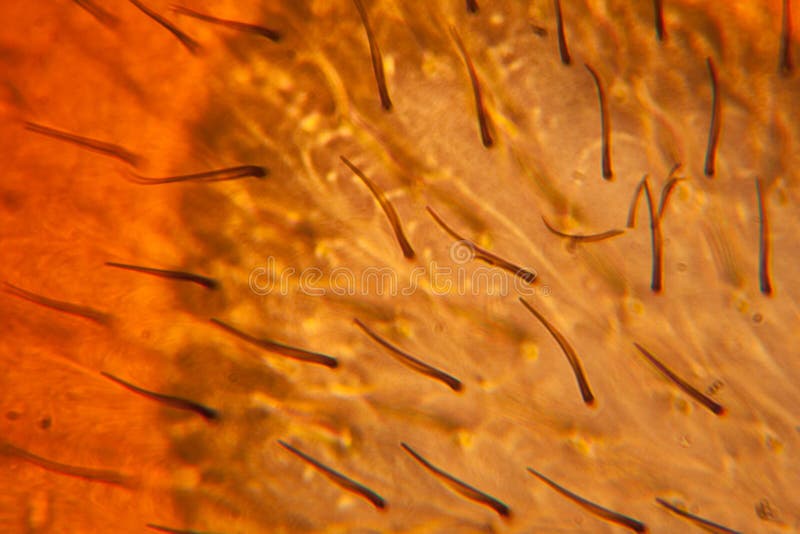 Bee wing at the microscope stock image. Image of lesson - 111147251
