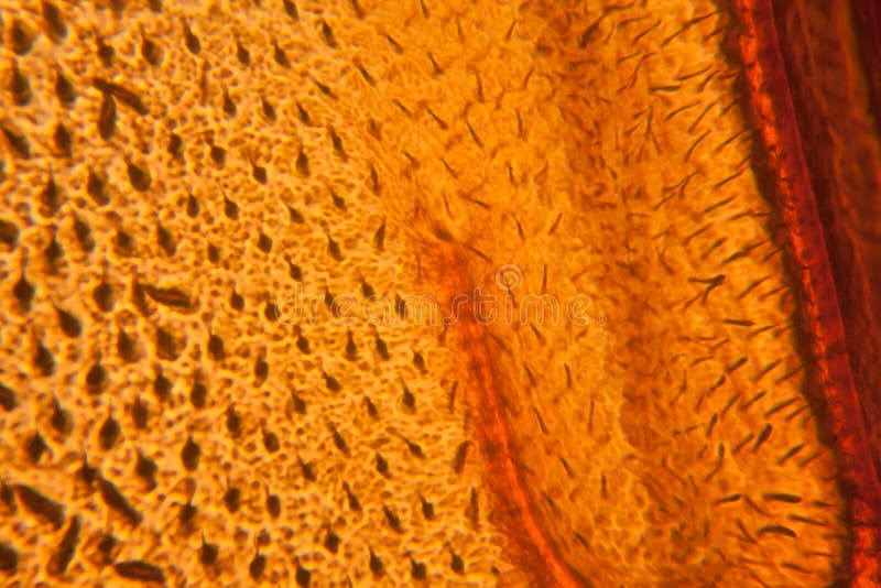 Bee wing at the microscope stock image. Image of education - 111147253