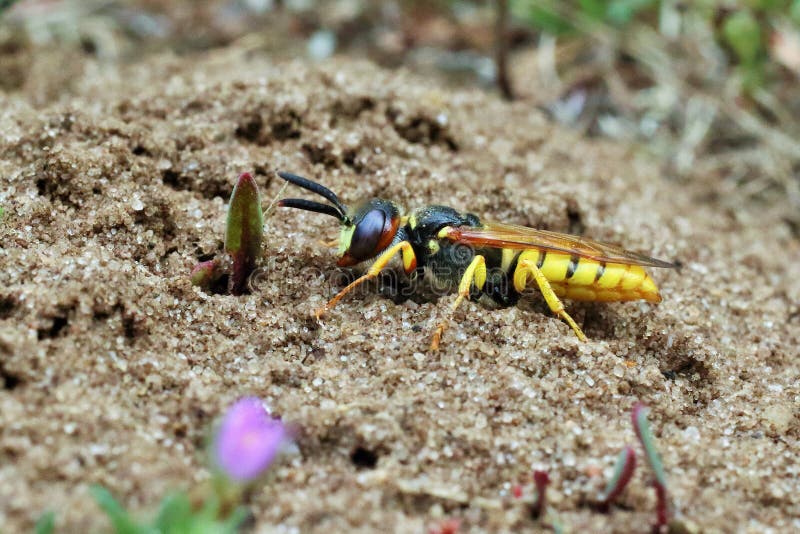 Bee-Wolf Philanthus Triangulum Stock Image - Image of ecological ...