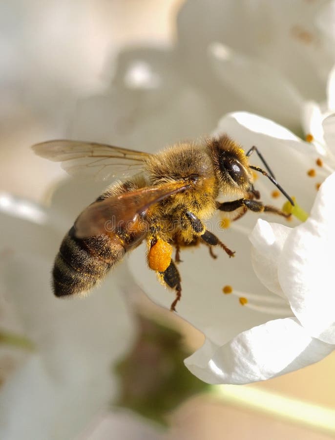 Bee at work stock photo. Image of spring, pollination - 27459550
