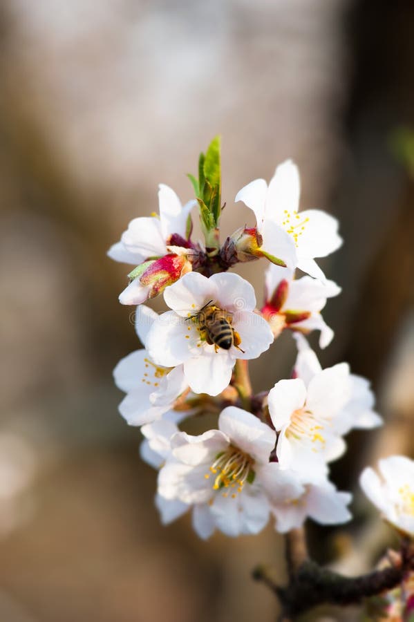 Bee at work stock photo. Image of meadow, field, blooming - 24657936