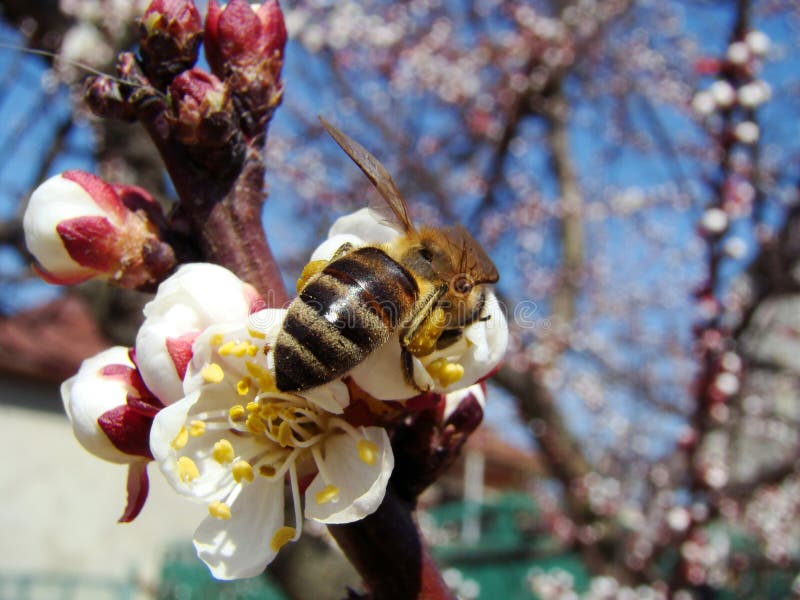 Bee at work. stock photo. Image of work, honey, color - 4797434