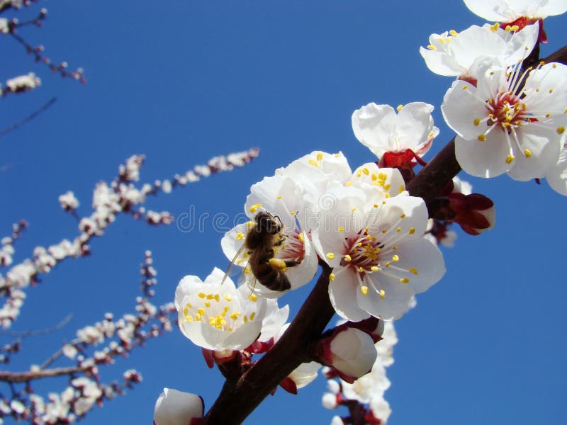 Bee at work. stock image. Image of season, yellow, nectar - 4797655