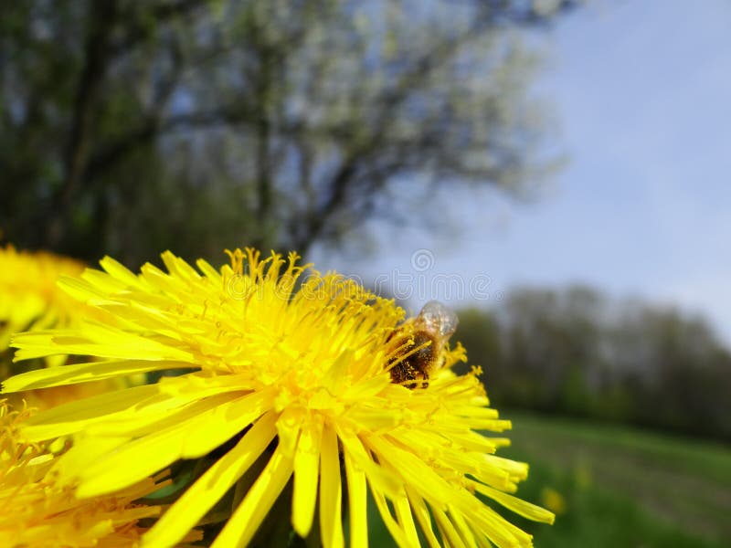 Bee at work stock image. Image of work, flowers, worker - 217005251