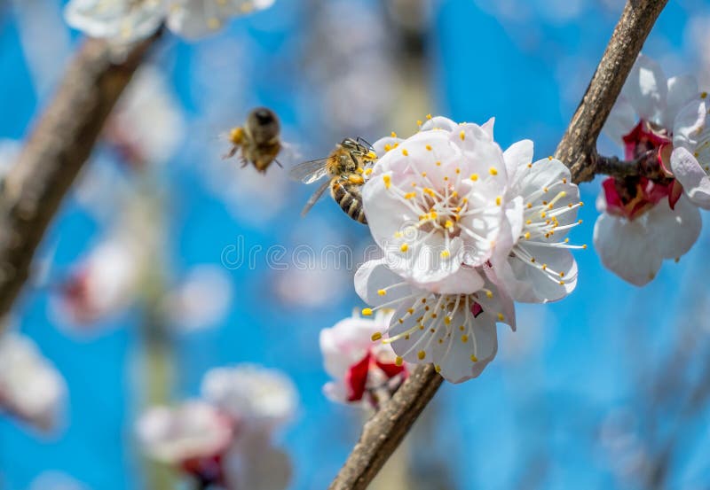 Bee at work stock photo. Image of pair, nature, background - 83190000