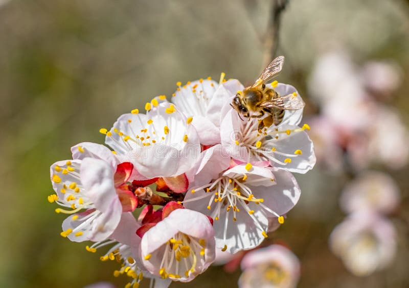 Bee at work stock photo. Image of branch, pair, floral - 83210506
