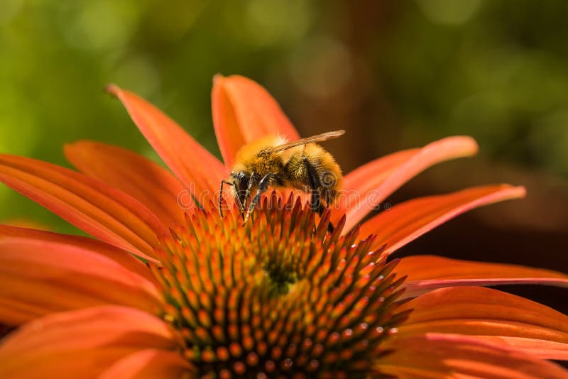 Bee at work stock photo. Image of spring, pollination - 27459550