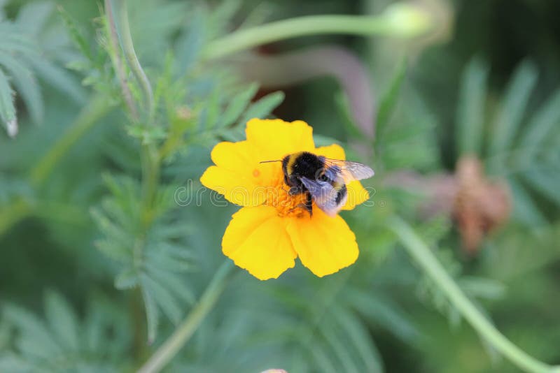 Bee at work 3 stock image. Image of natural, ecological - 101750781